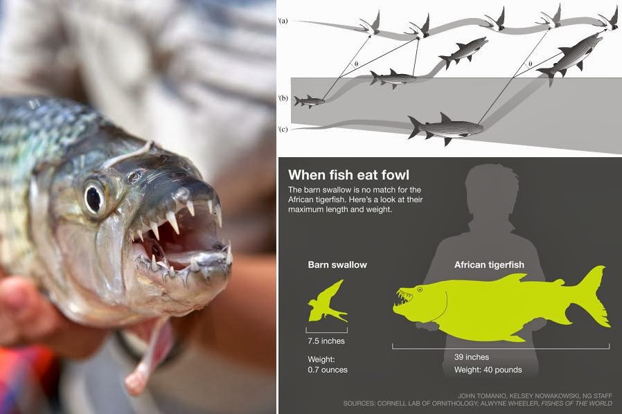 African Tiger Fish Eating Bird