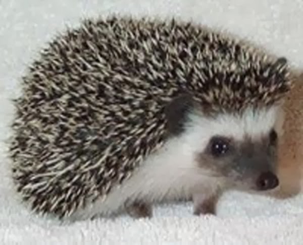 Hedgie's Nature Journal : The Story of Hedgie