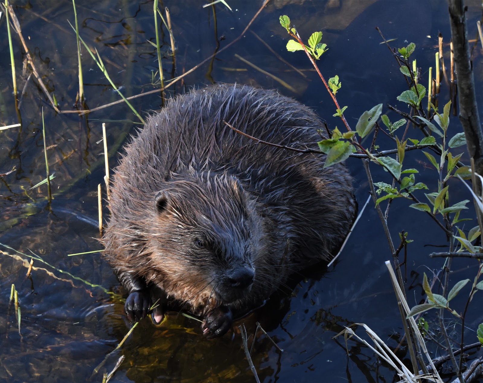 Andrew Robin photography.: Beaver. (Photographed in Scotland.)