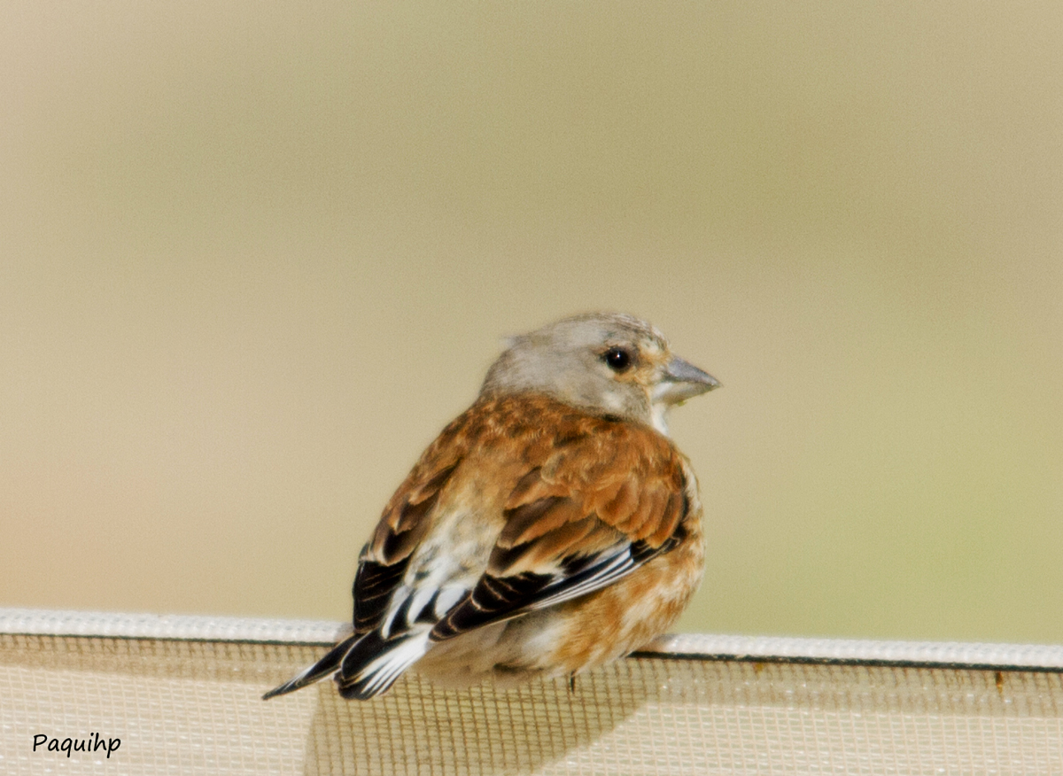 Paqui.blog de naturaleza: PARDILLO COMÚN