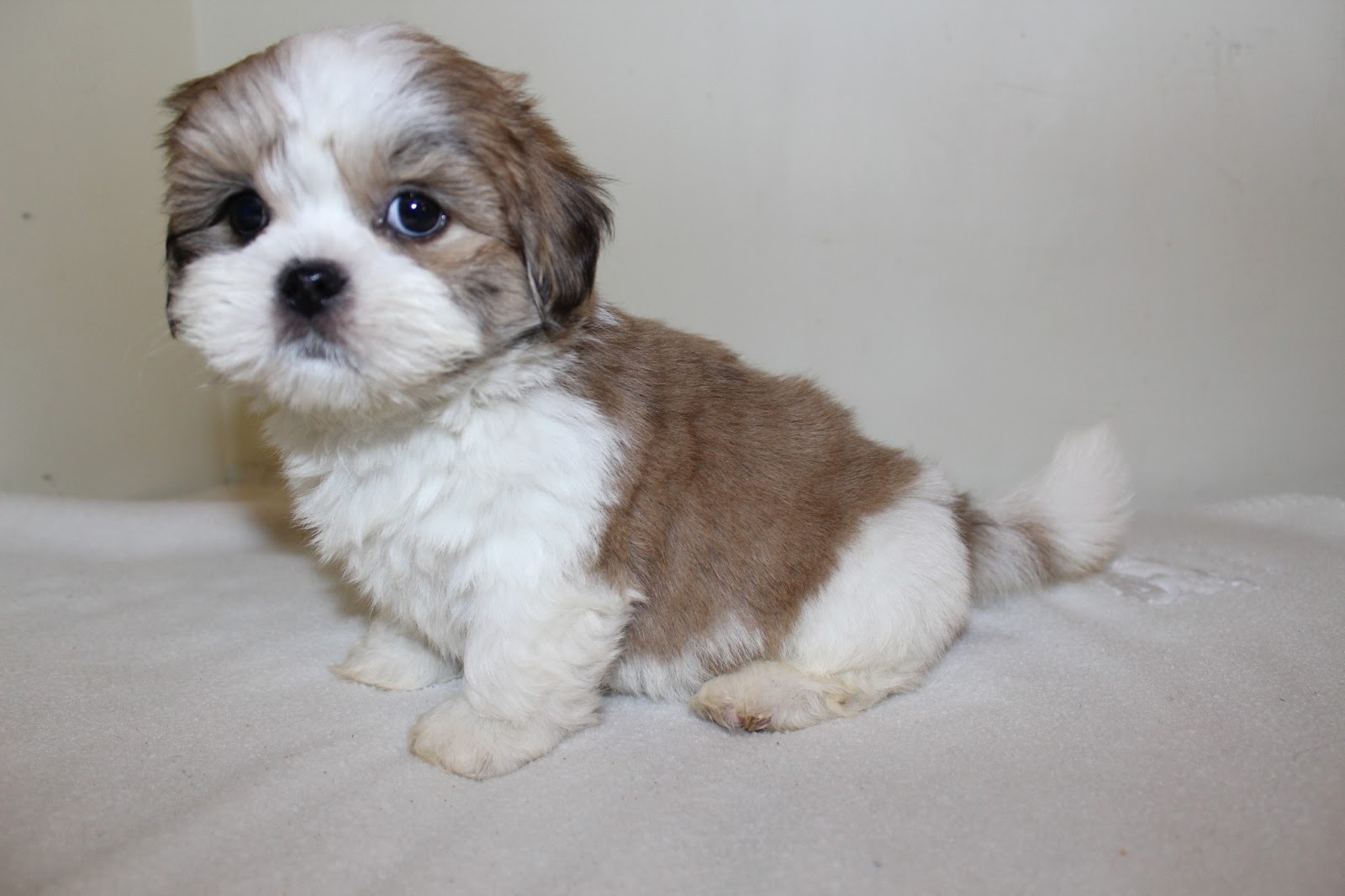 Lhasa Apso - Penny's Pups from birth to new homes