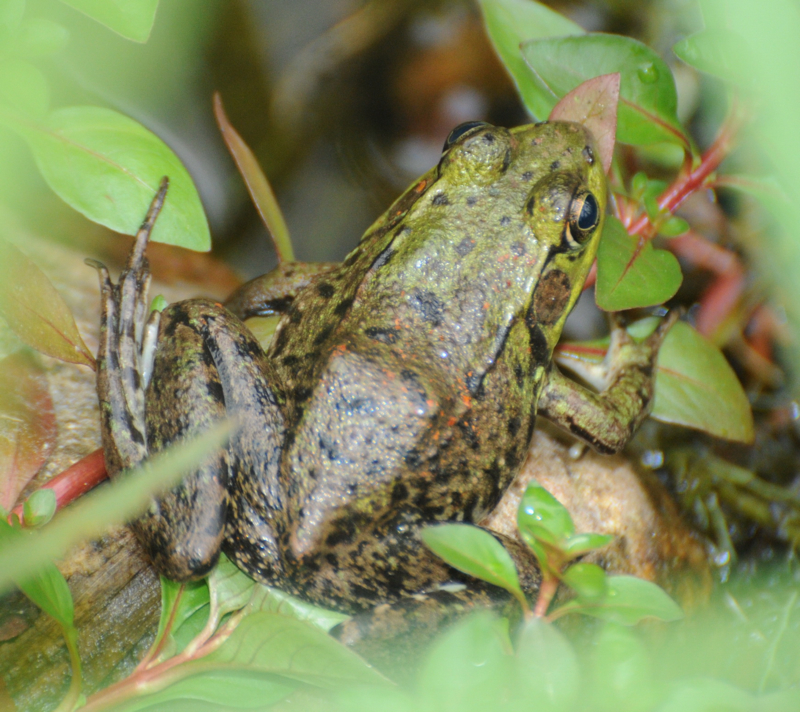 A Wandering Naturalist: Ontario: Return to Eagle Lake