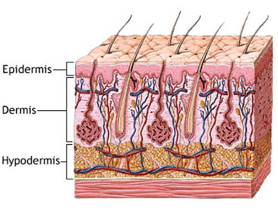 Anatomi Kulit | My Story is My Inspiration