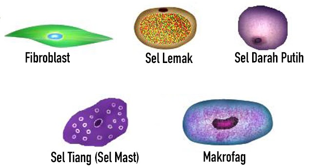Jaringan Ikat (Connective Tissue)