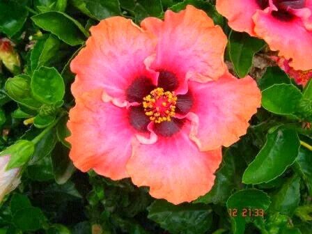 Hibiscus/Joba flower_029