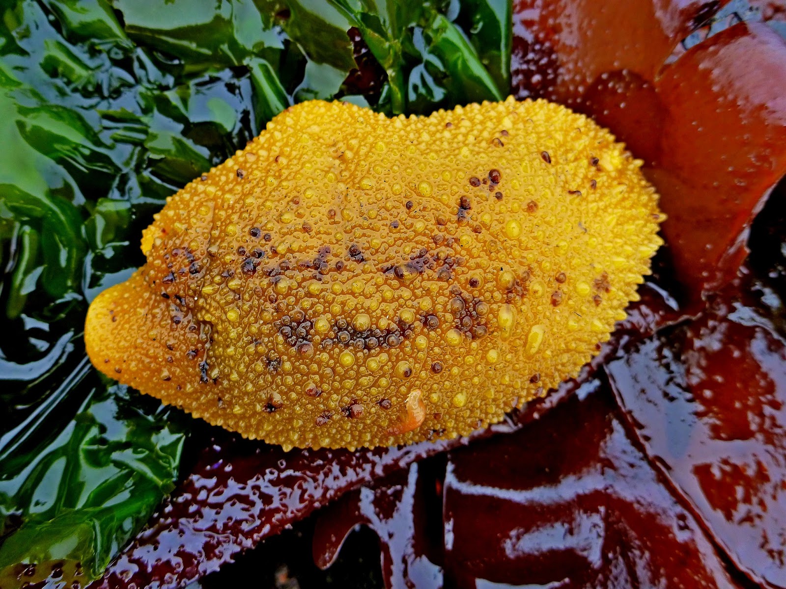 Buzz's Marine Life of Puget Sound: Jul 21, 2013