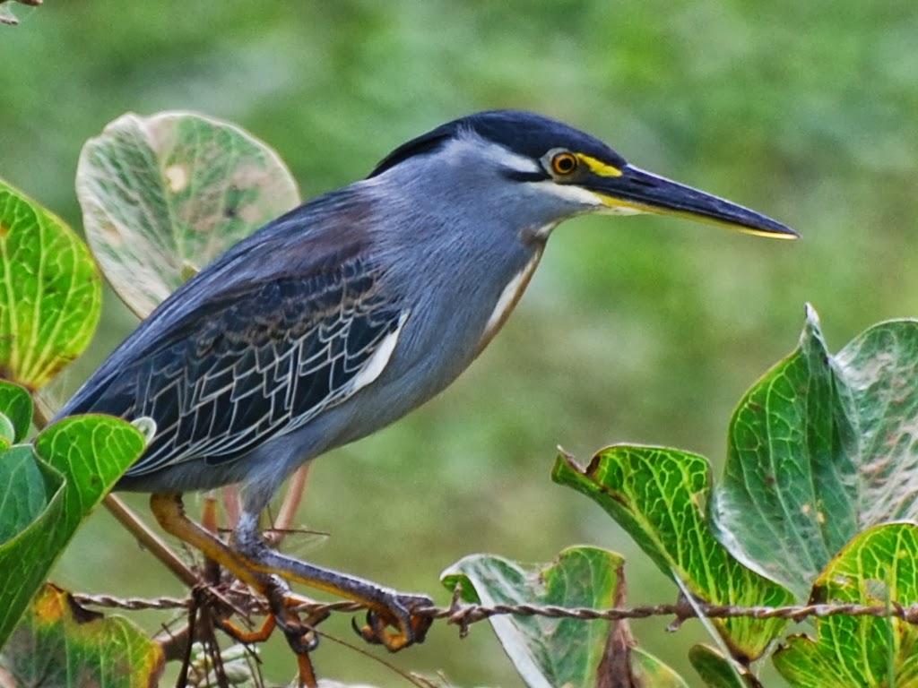 Learn.Draw.BIRD.: 121. Striated Heron (Butorides striata)