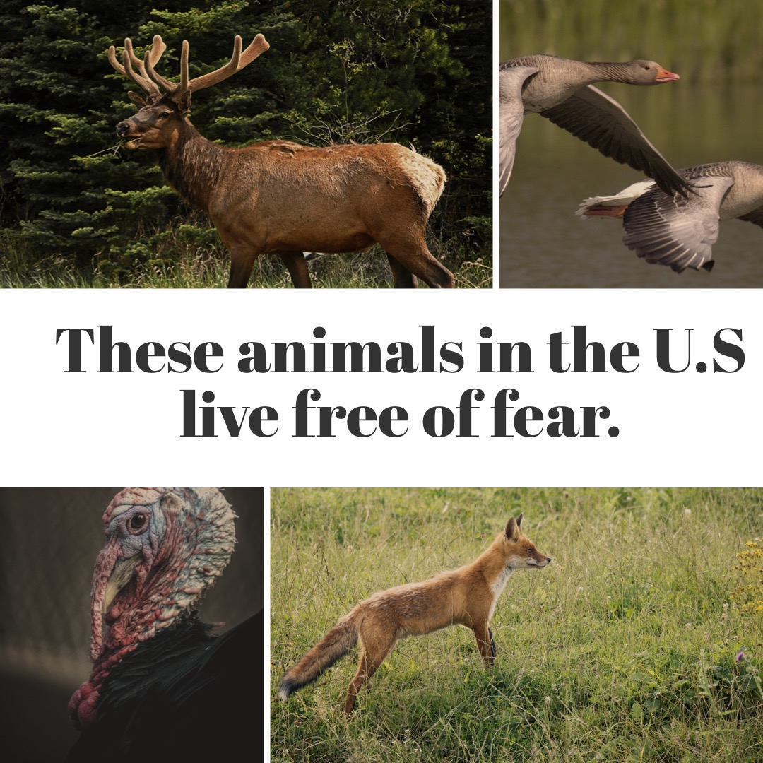 Fear and Animals in the U.S!