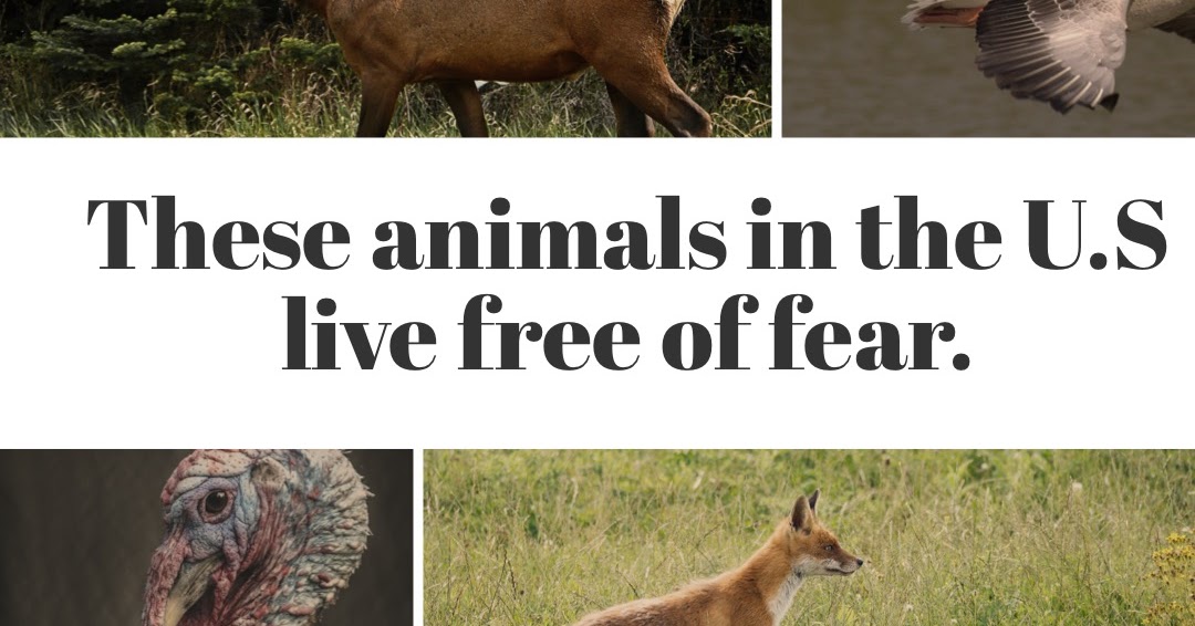 Fear and Animals in the U.S!