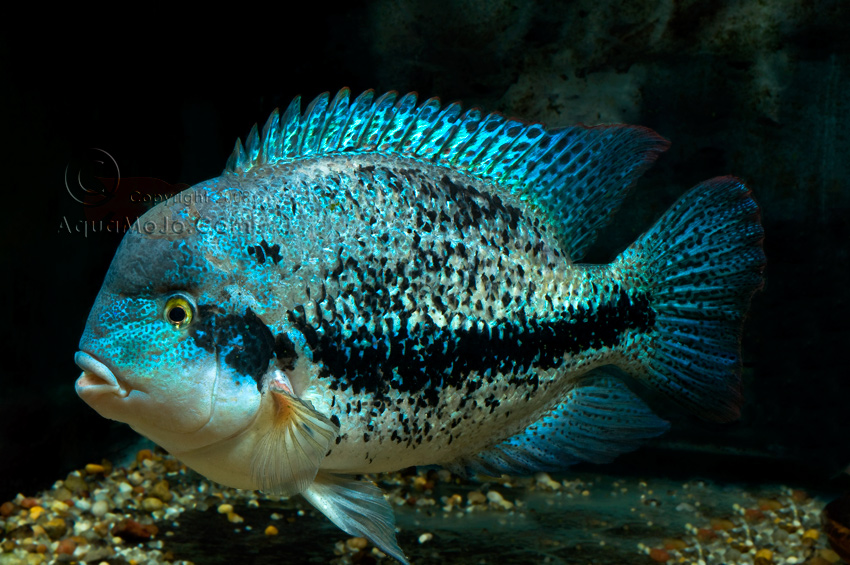 UN ACUARIO EN MI CASA