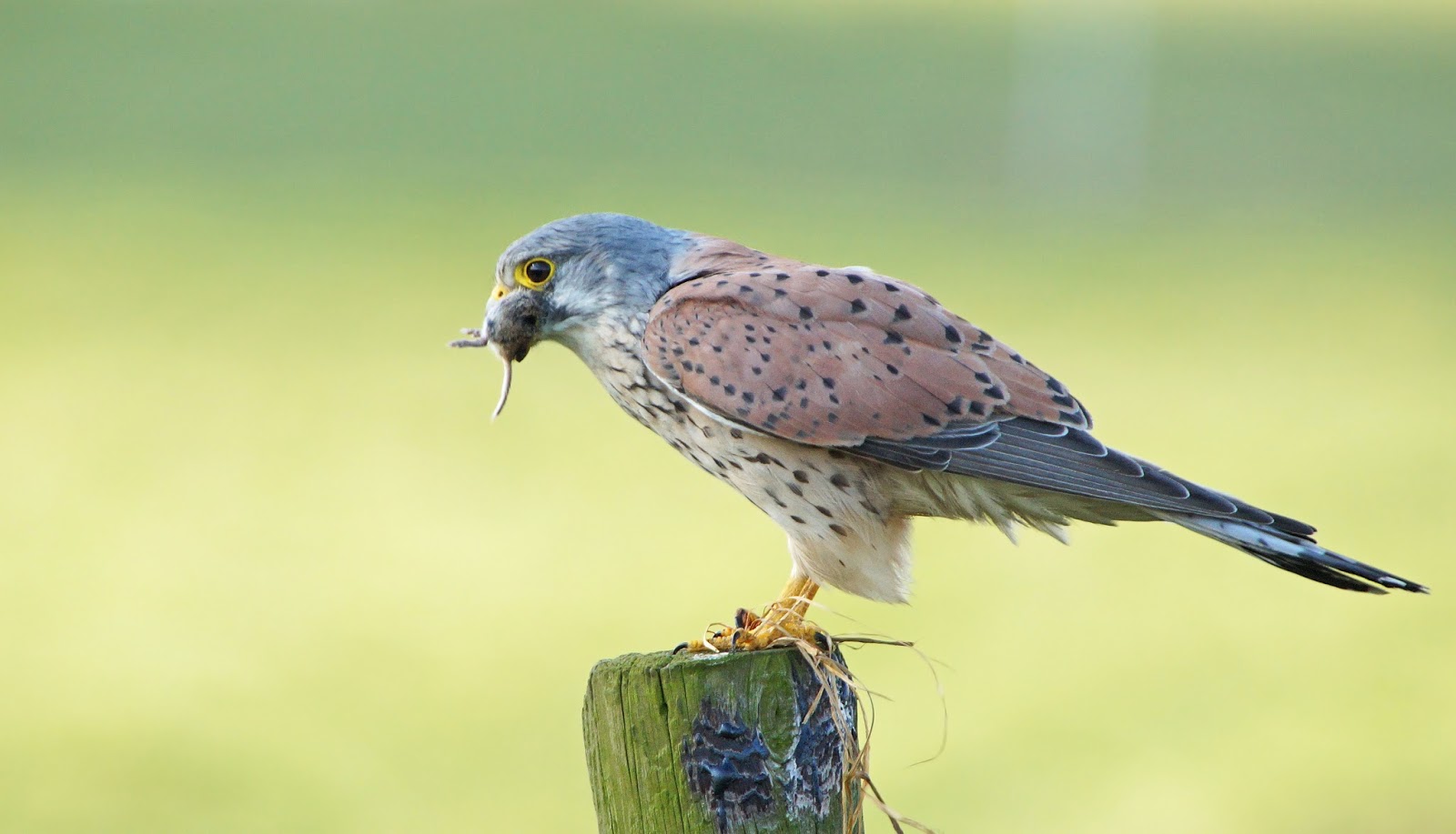 De wereld door mijn lenzen: De Roodhalsfuut en de Torenvalk