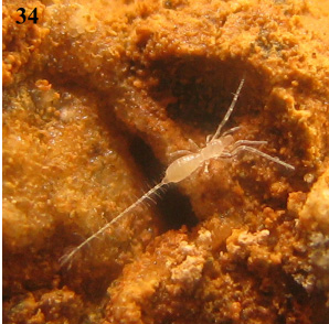 One species a day: September 2016