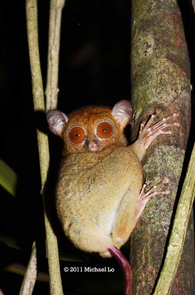 The rainforests of Borneo & Southeast Asia: Western Tarsier (Tarsius ...