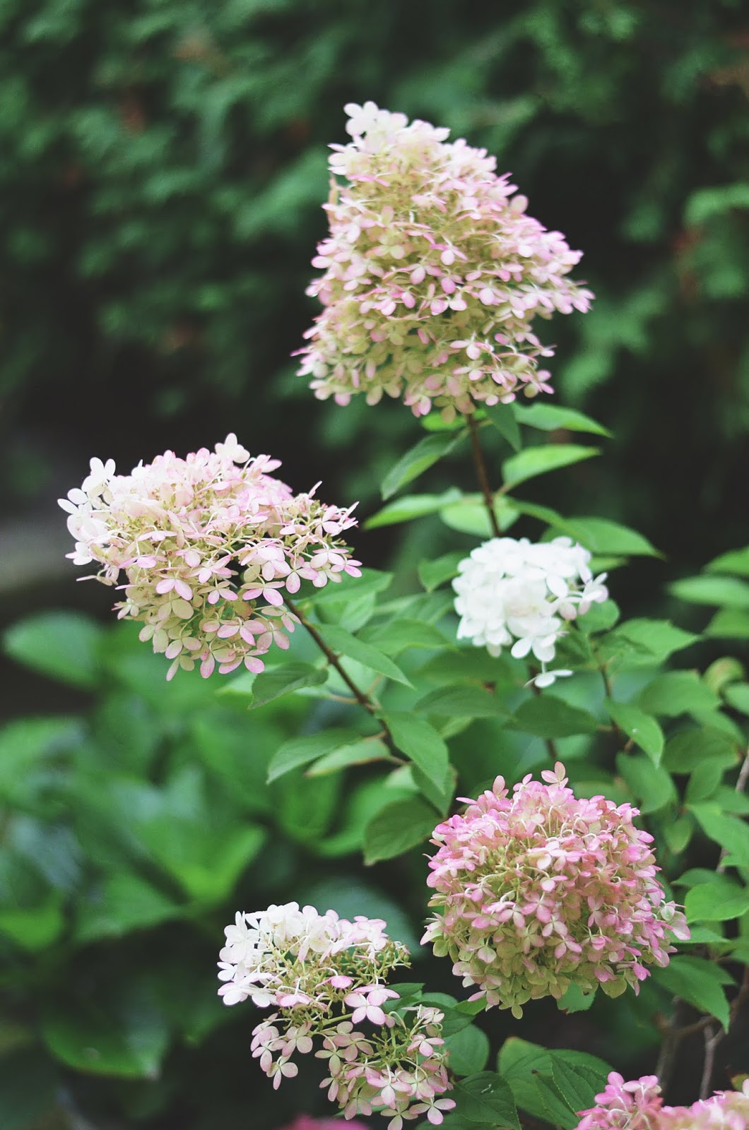 Hortenzie latnatá | Hydrangea paniculata | Jane at home