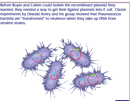 Straining Forward: AP bio: Bacterial Transformation and Transduction