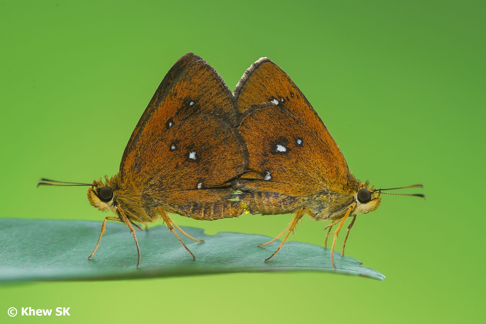 Butterflies of Singapore: It Takes Two! : Part 2