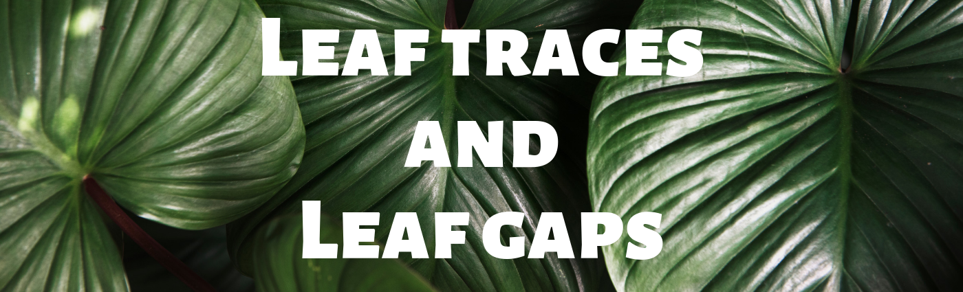 Leaf Traces And Leaf Gaps