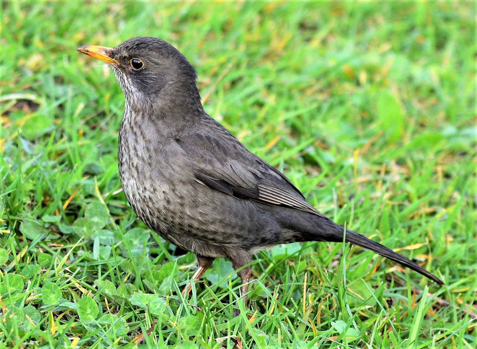 Imagens da vida animal: Melro-preto (Turdus merula) (Fêmea)