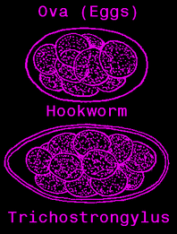 Fun With Microbiology (What's Buggin' You?): Hookworm & Trichostrongylus Ova