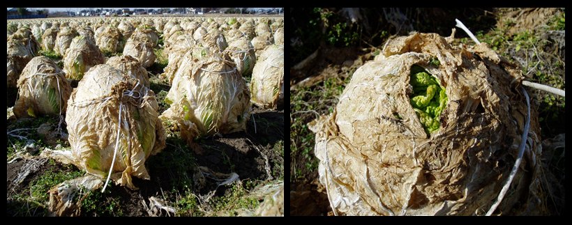 JIMSMASH ! ! !: XENOMORPH CABBAGE PATCH