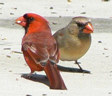 Northern Cardinal Mating Rituals