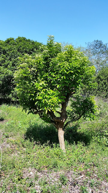 Warisan Petani: Pokok Pulasan Mula Berbunga