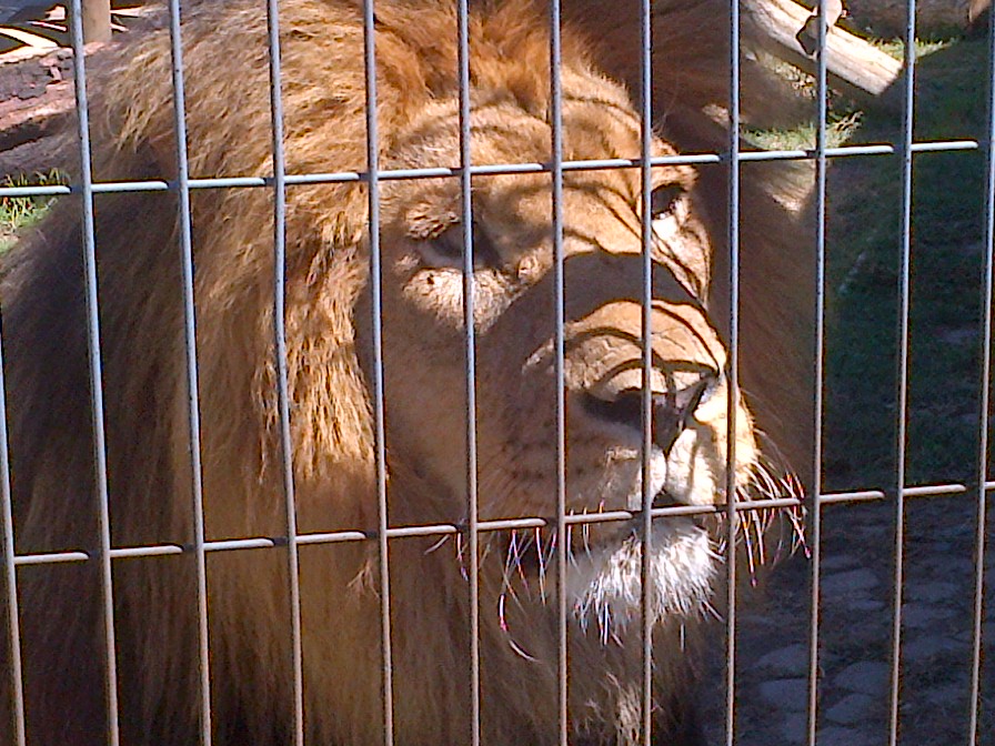 WilliamTashJadeLoganAlexander: Lory Park Zoo