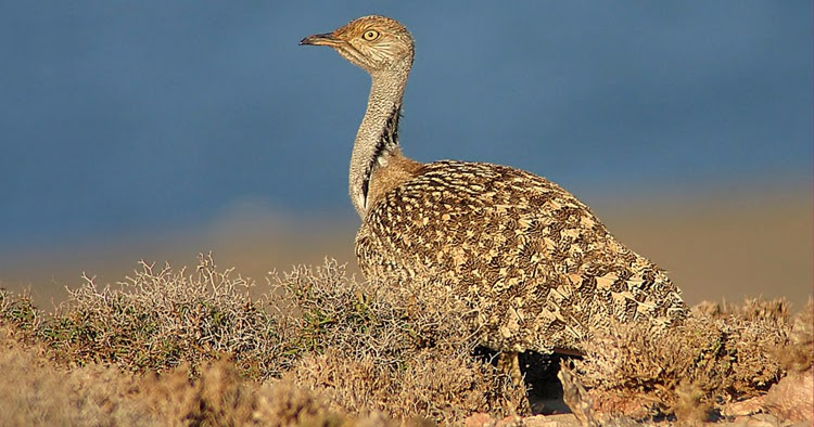 Aves de Canarias y Lanzarote: LA AVUTARDA O HUBARA CANARIA