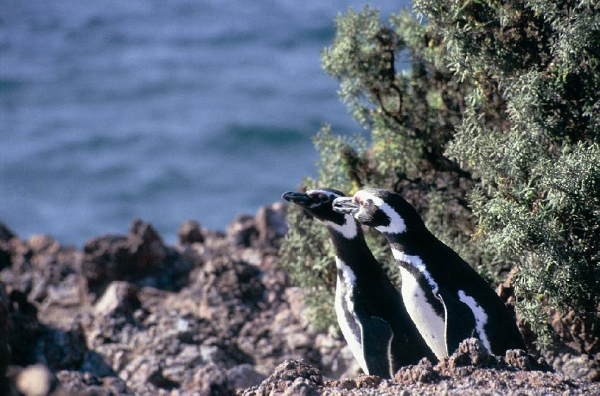 IL CANTO DELLE BALENE - alla scoperta degli Dei del mare