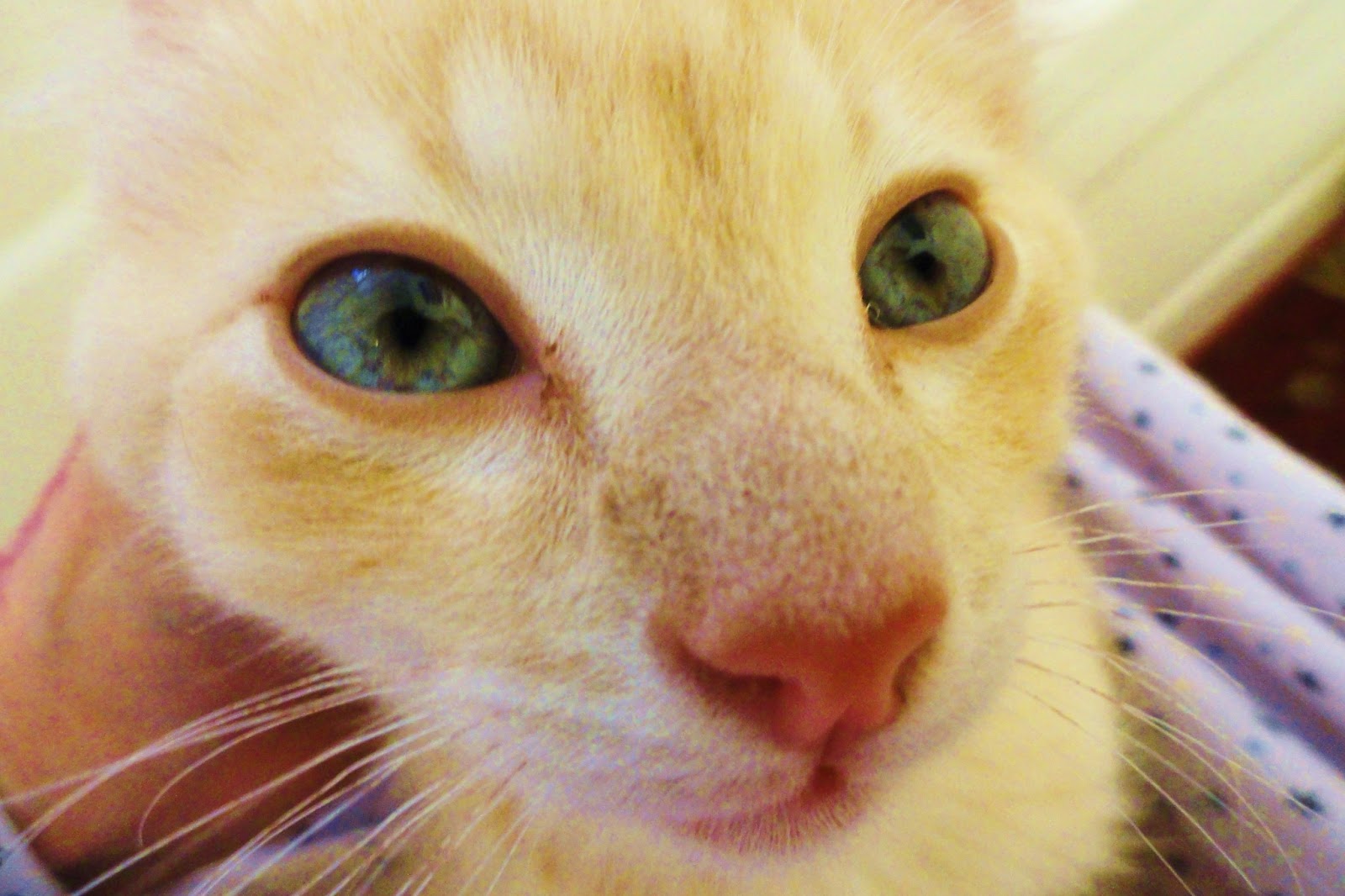 DOWAGER QUEEN: Pinky Kitten