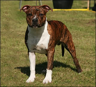 Hard nut to crack: Colores AMSTAFF