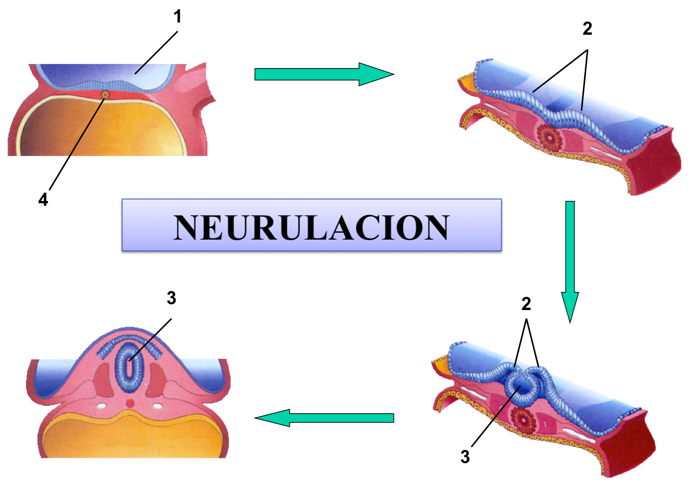 Ontogénesis del Sistema Nervioso : Formación y cierre de la placa neural.