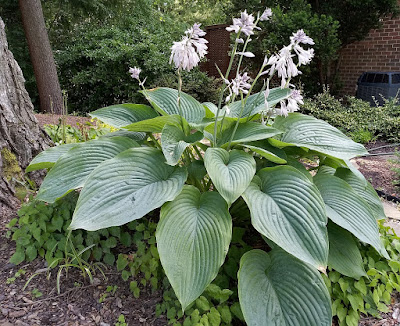 Future Plants by Randy Stewart: Hosta