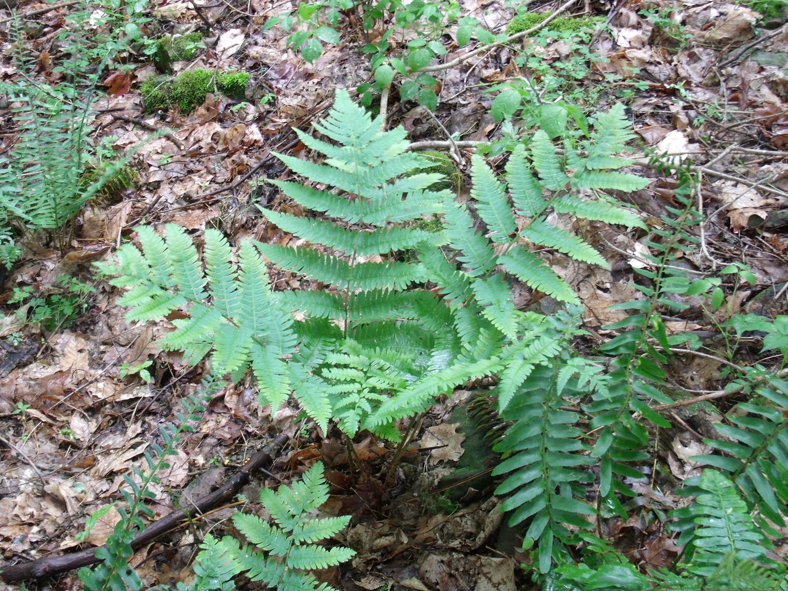 Midwest Native Plants, Gardens, and Wildlife: Cave Lake Ohio Heritage ...