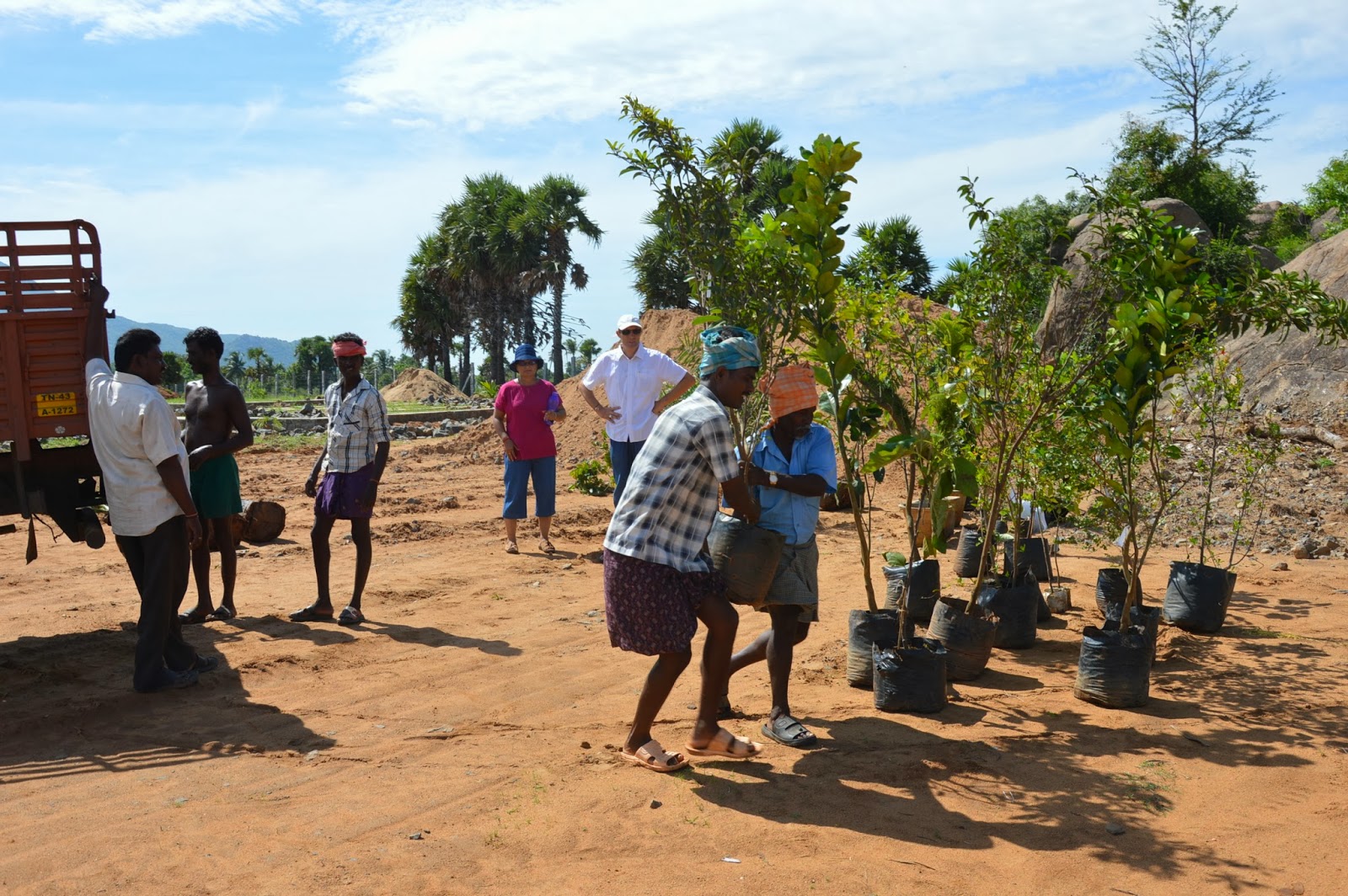 GREENLAND ASHRAM: planting of some trees
