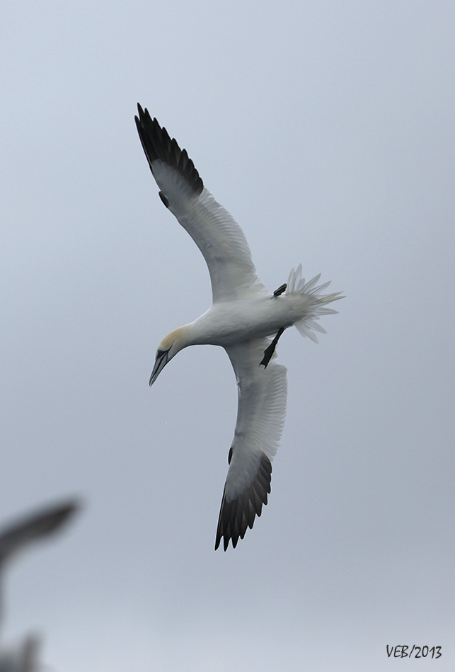 COLORS NATURALS: ALCATRAZ ATLANTICO
