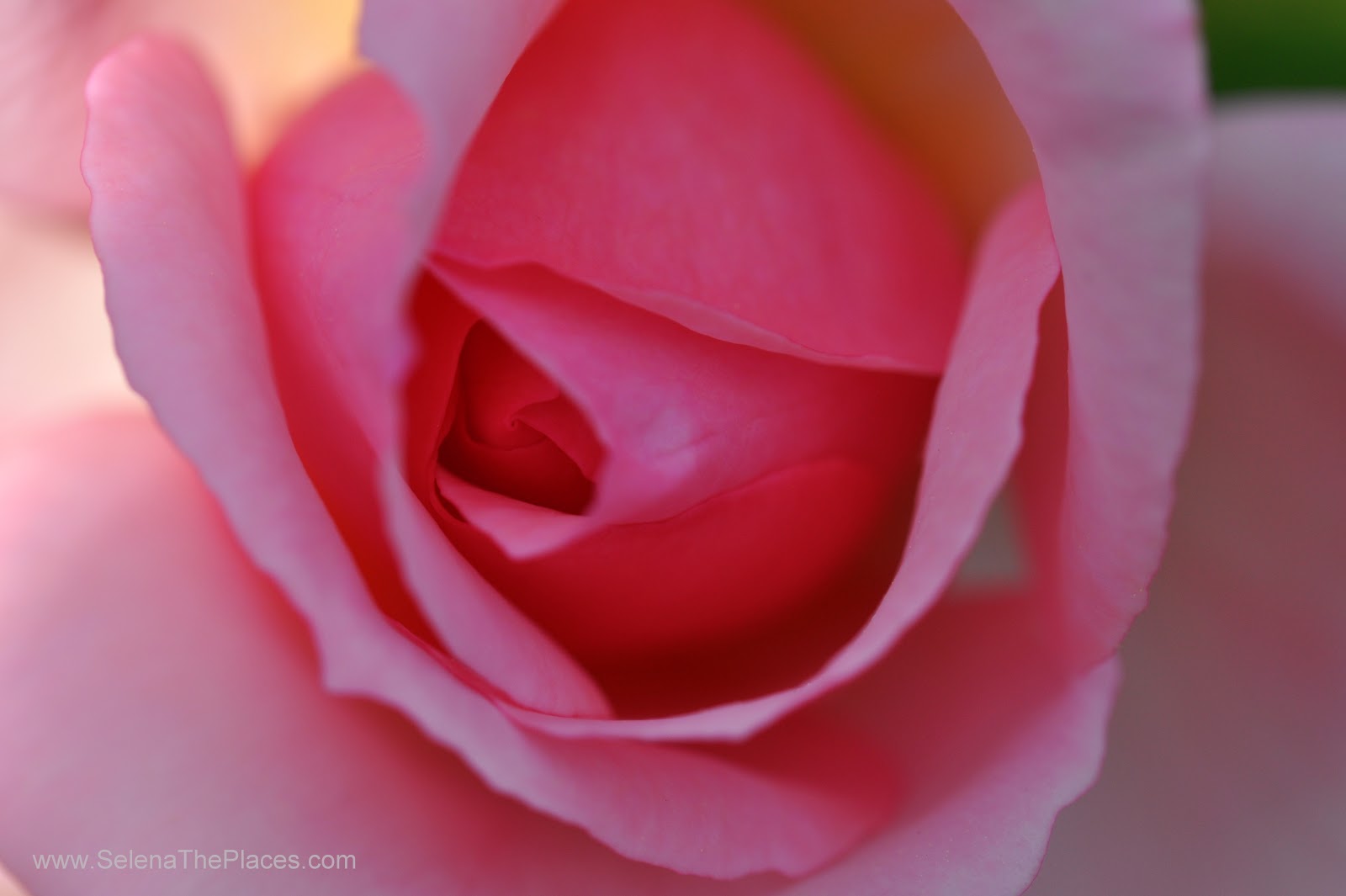 Oh, the places we will go!: Macro at Kew Gardens