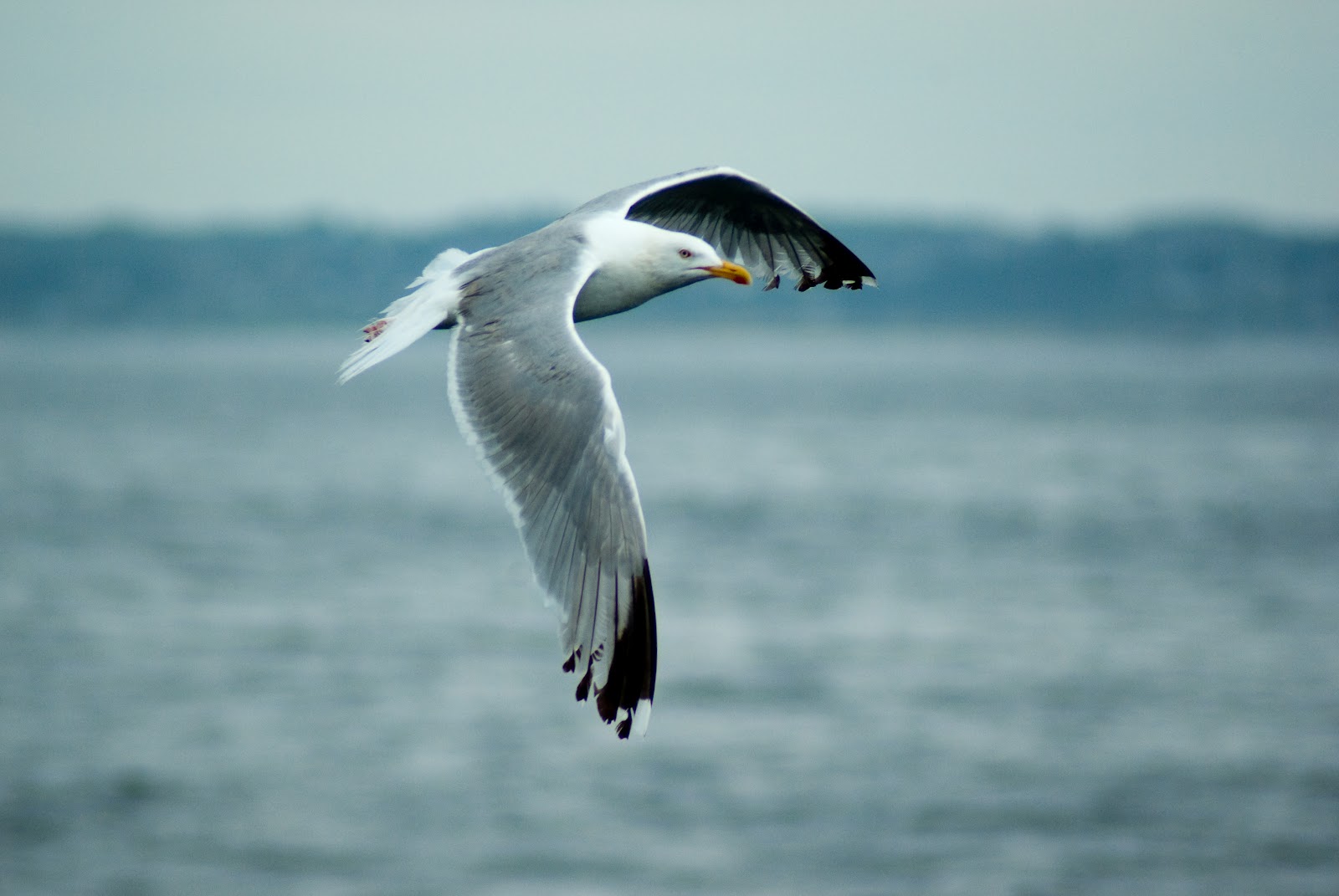 Wild life: cute gull | wild birds
