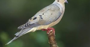 Jual Puter Pelung - Ternak Puter Pelung di Solo : Puter Pelung Indonesia