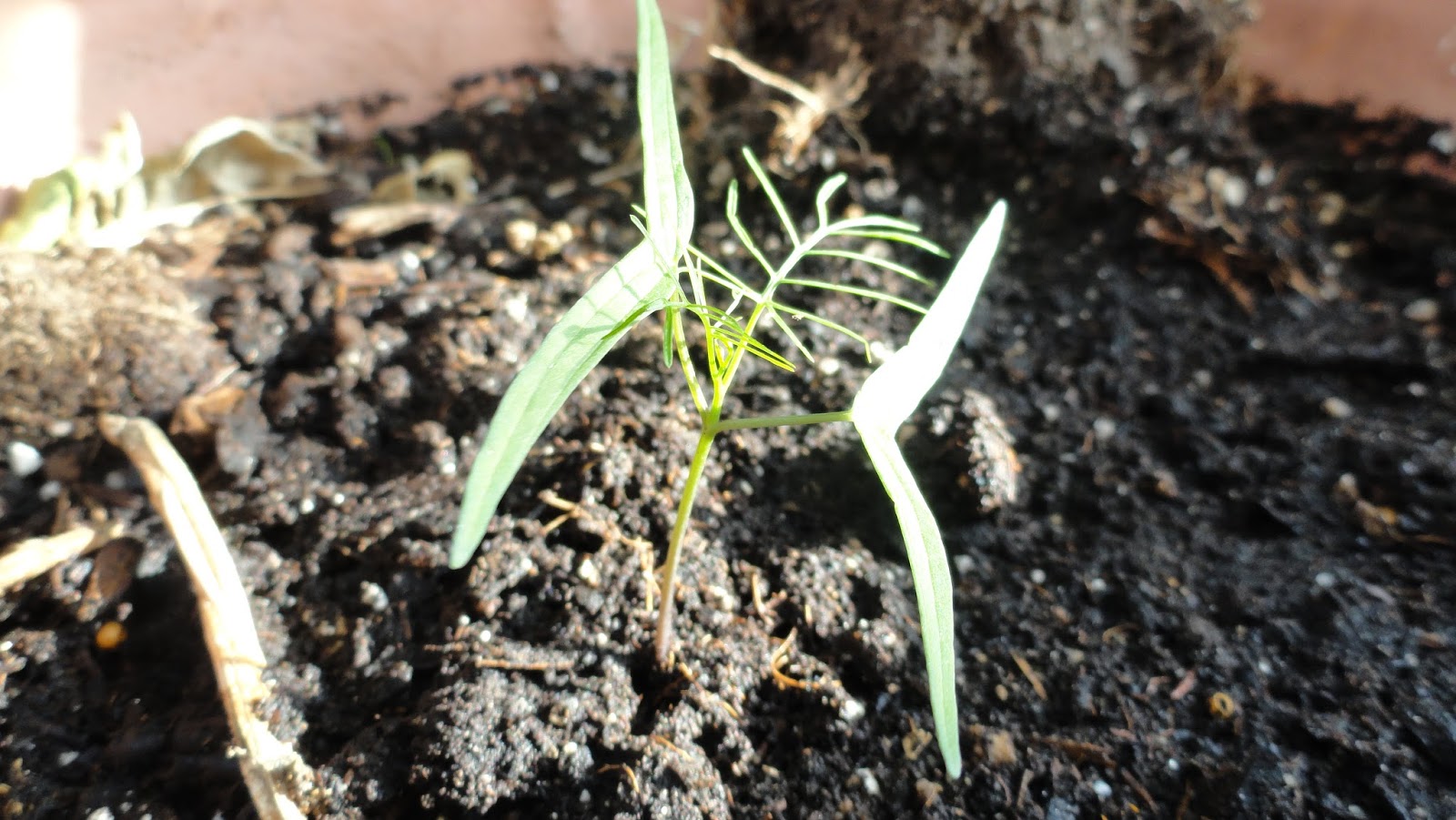 The 100 Species Challenge: mysterious Big Seedling (Cypress Vine)
