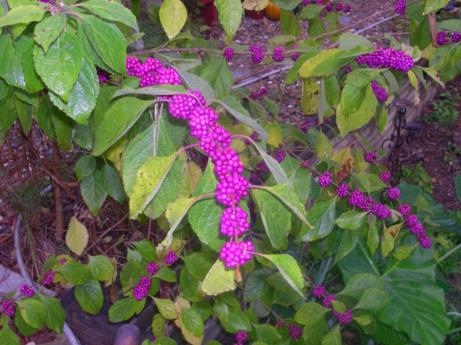 From The Jardin Encantado: Mother Nature's Amethyst