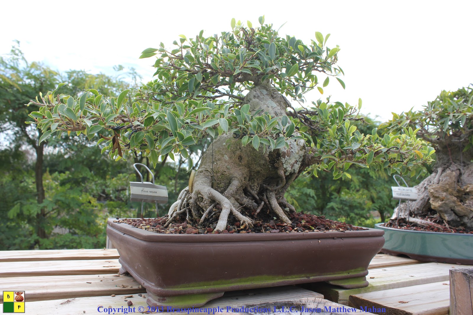 WIGERTS Bonsai Nursery