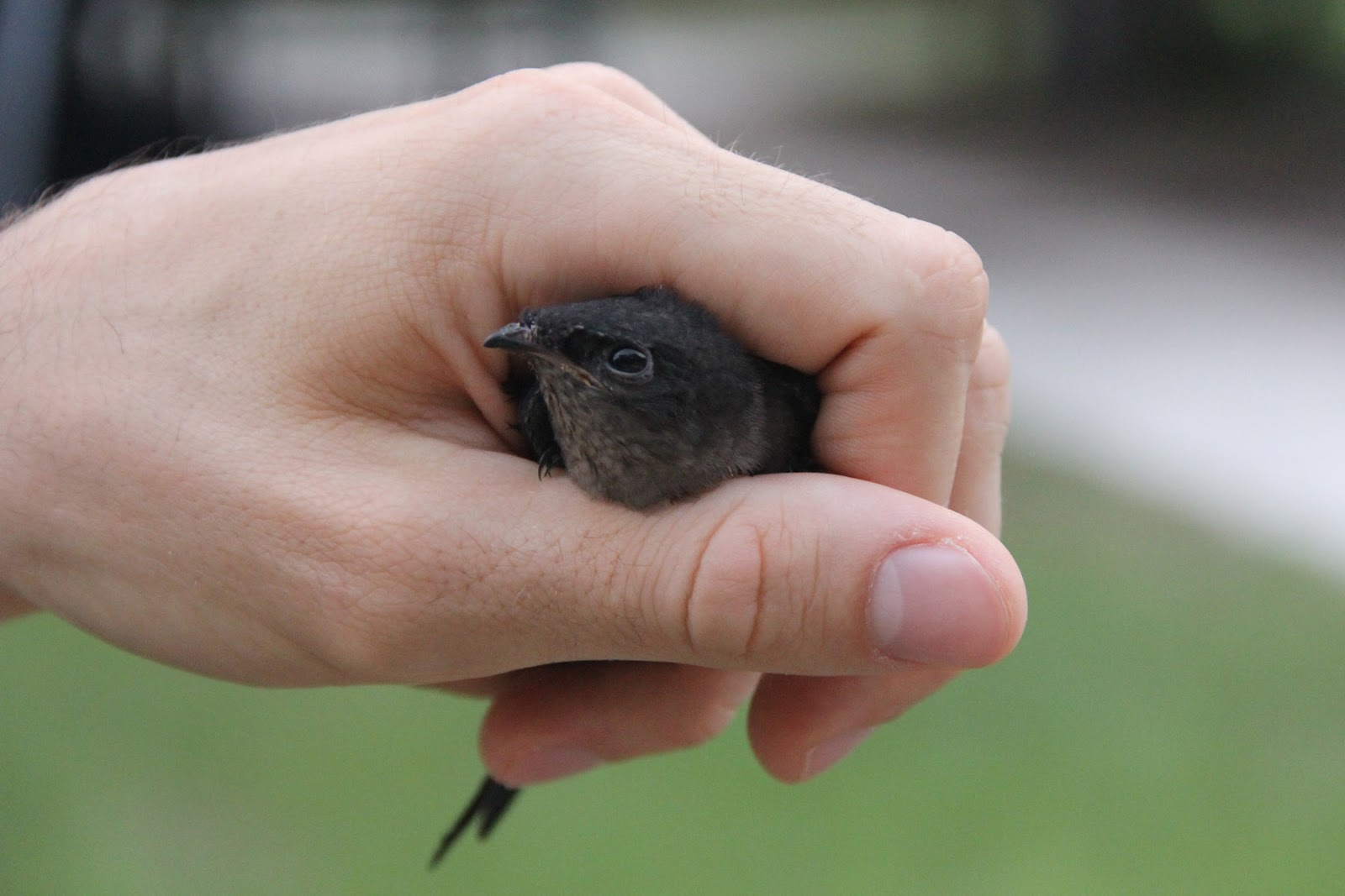Hipster Birders: A Swift Release