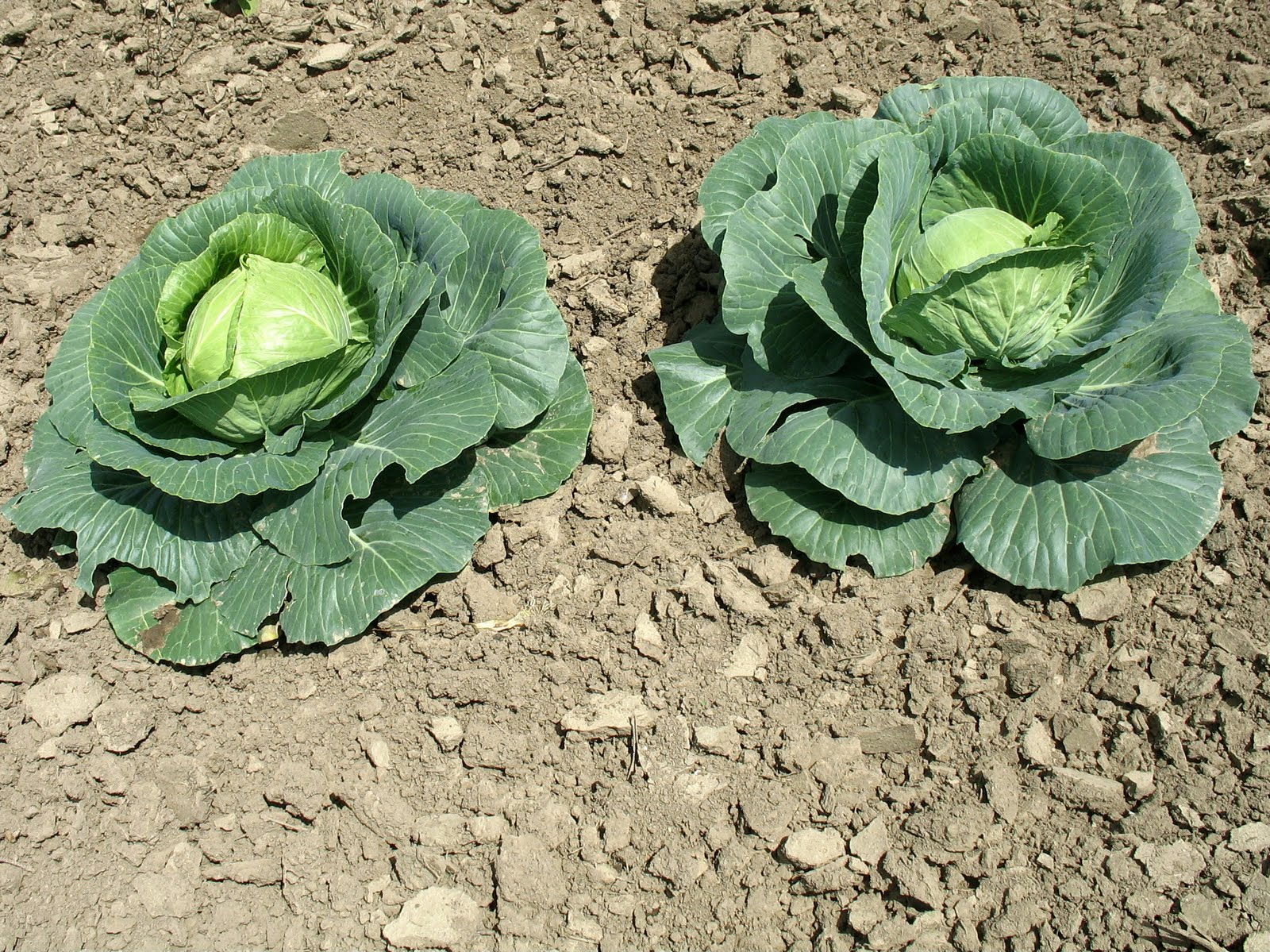 Larrys weed free vegetable garden: First Cabbage