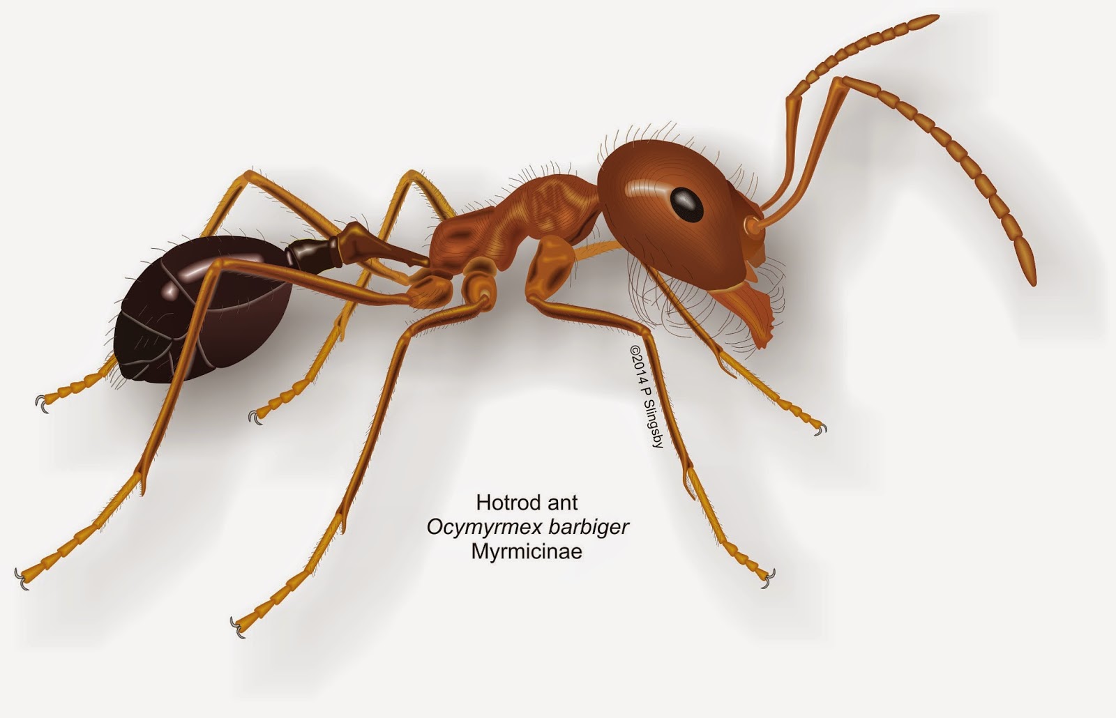 - Ants of Southern Africa -: Ocymyrmex species: Hotrod ants