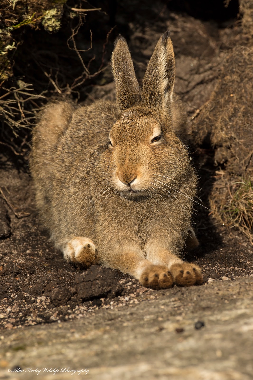 Alan Heeley Wildlife Photography: Mountain Hare