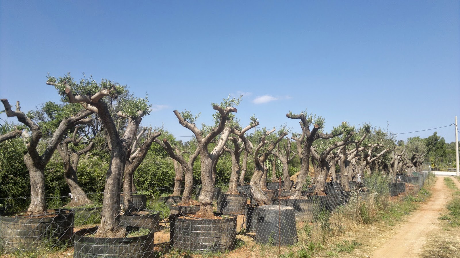 ΦΥΤΩΡΙΑ ΔΕΛΤΑ NURSERIES DELTA TREES LTD: ΕΚΑΤΟΝΤΑΔΕΣ ΕΛΙΕΣ ΣΤΑ ΦΥΤΩΡΙΑ ...
