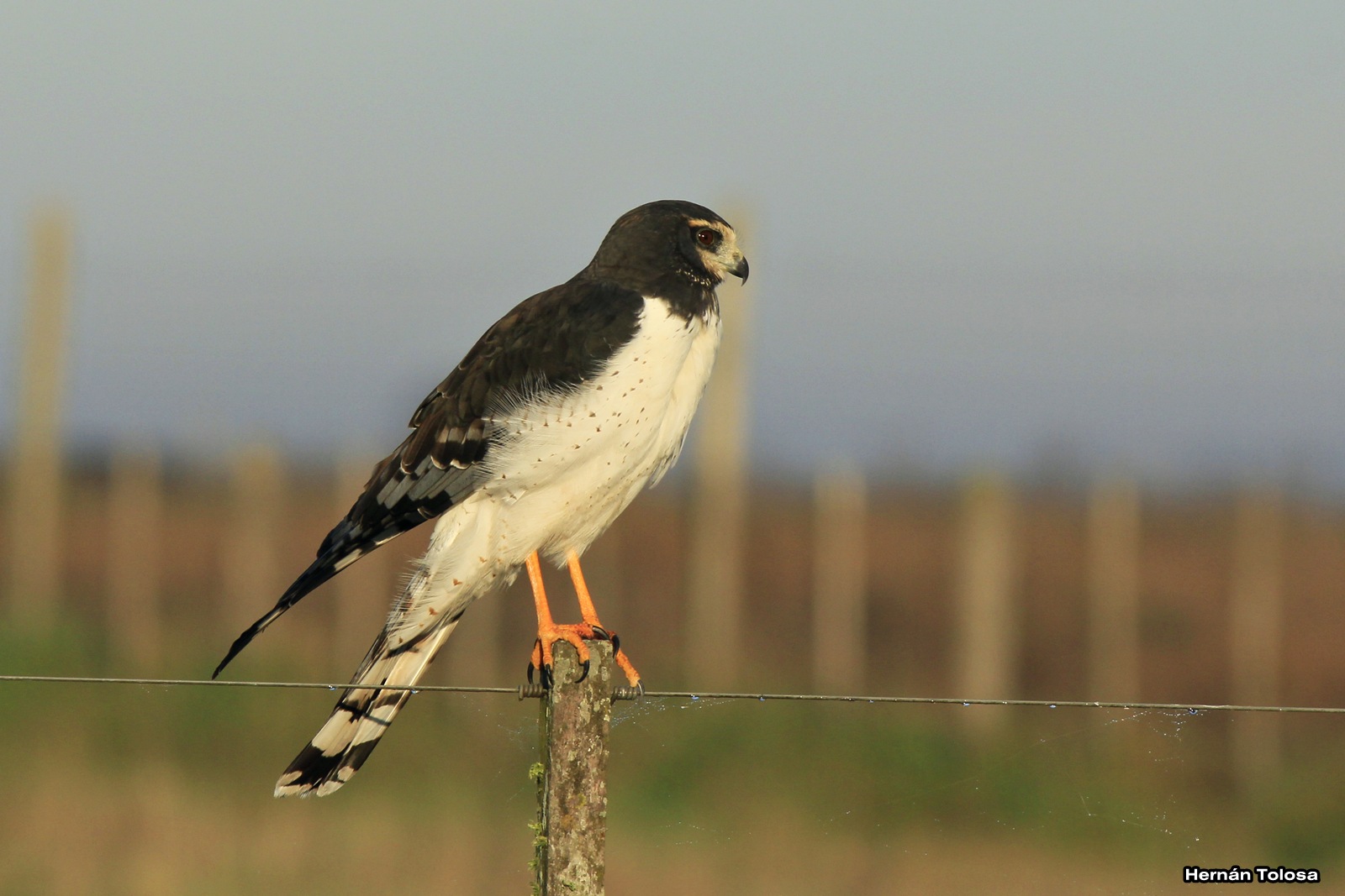 Aves de Argentina: Dos gavilanes