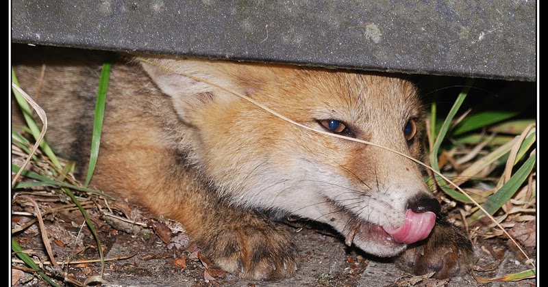 Fotografía en Asturias: Raposinos!!!!
