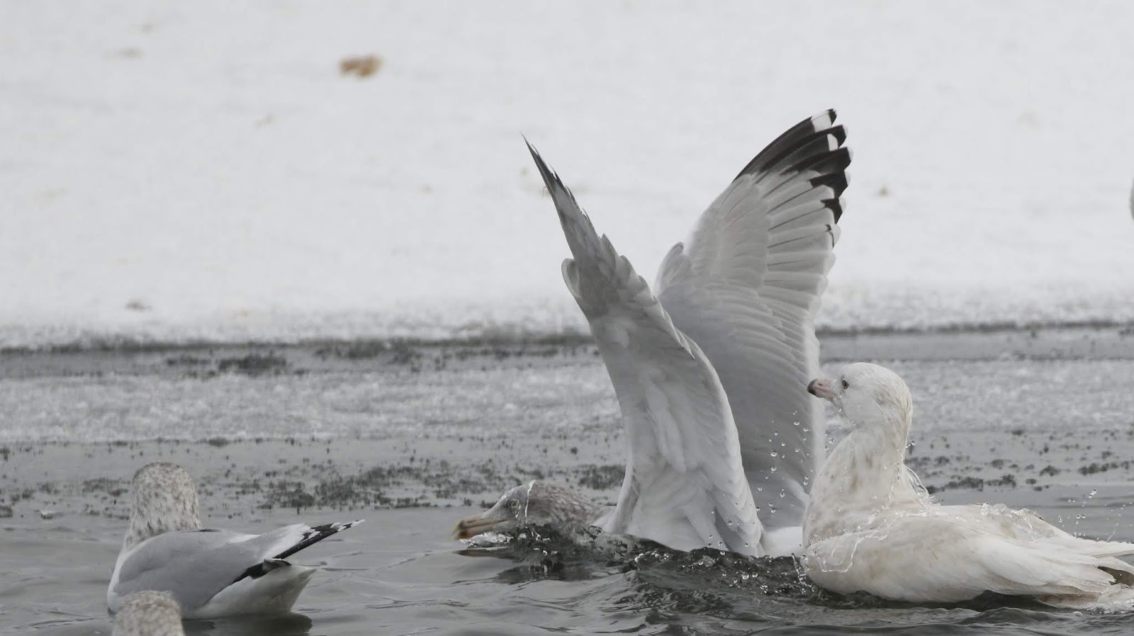 Birding Newfoundland with Dave Brown: American Herring Gull Photo ...